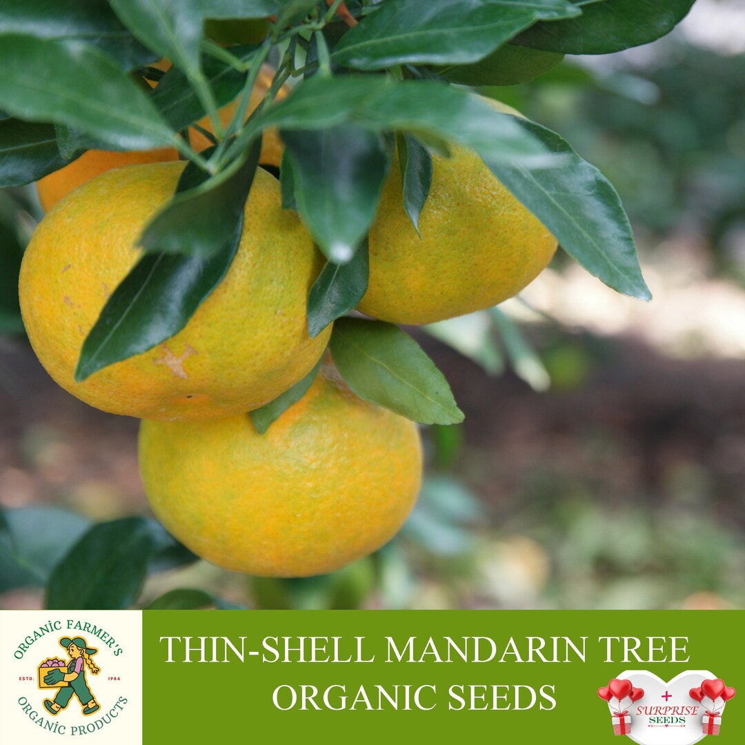 Thin-shell Mandarin Tree Organic Seeds, 10+ Count Mandarin Tree Seed ...