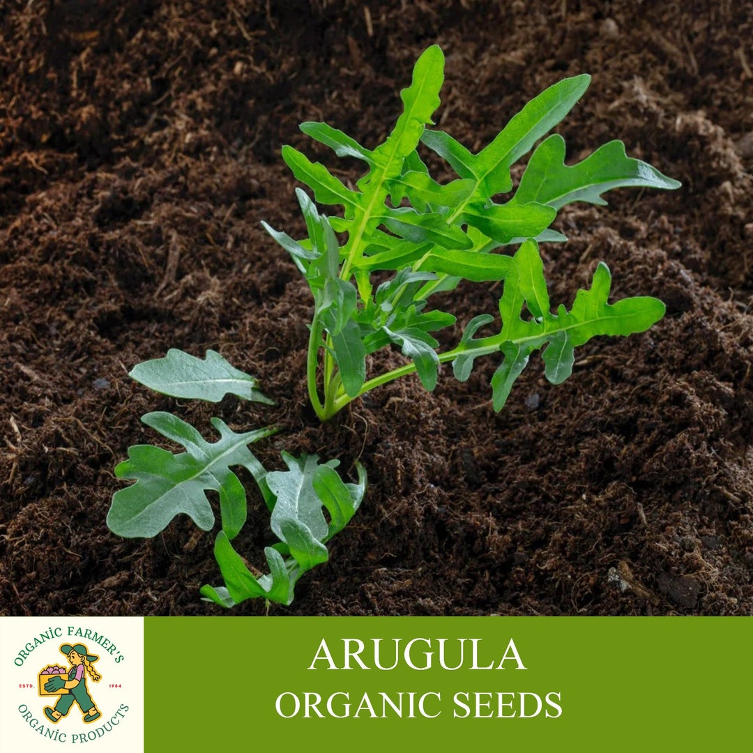 Arugula Organic Seeds, 100+ Count Arugula Seeds, Real Arugula Seeds for ...
