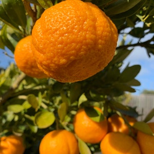 Satsuma Mandarin Tree Organic Seeds, 10+ Count Mandarin Tree Seed ...