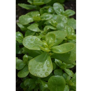 Fine Leaf Purslane Organic Seeds, 500 Count Purslane Seeds, Purslane ...