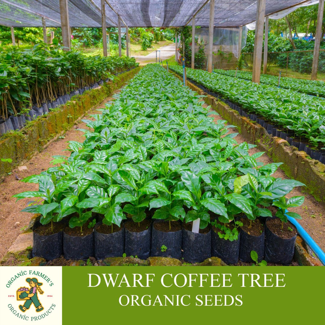 Dwarf Coffee Tree Organic Seeds, 10+ Count Dwarf Coffee Tree Seed ...