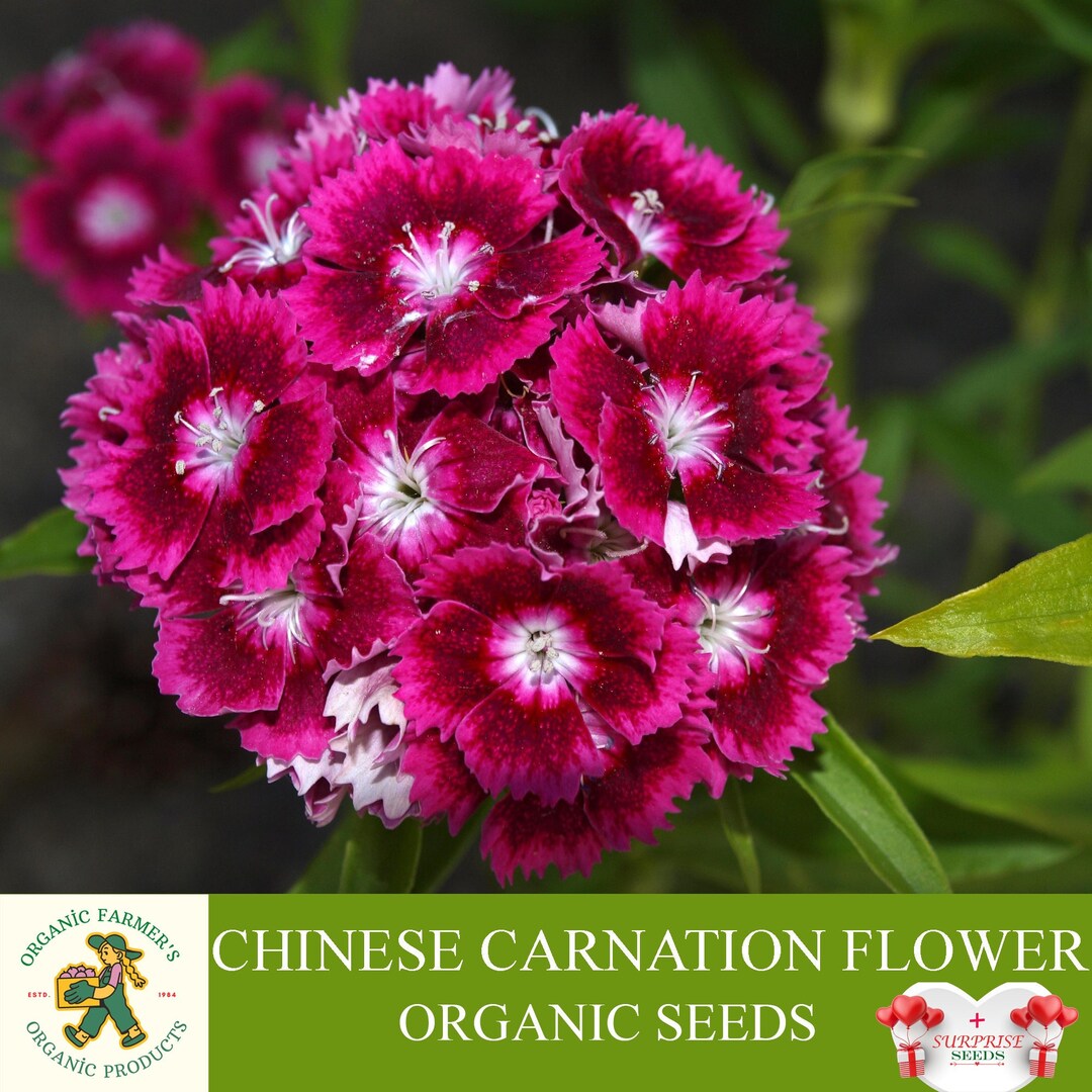 Chinese Carnation Flower Organic Seeds, 20+ Count Chinese Carnation ...