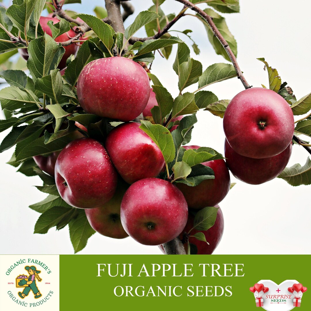 Fuji Apple Tree Organic Seeds, 5+ Count Fuji Apple Tree Seed, Fuji ...