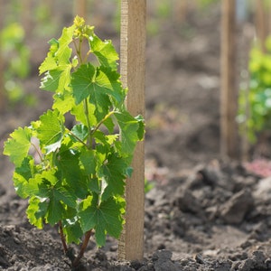 Rare Red Grape Organic Seeds, 10+ Count Red Grape Seed, Red Grape Plant ...