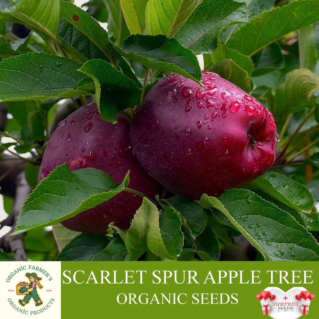 Scarlet Spur Apple Tree Organic Seeds, 5+ Count Apple Tree Seed, Red ...