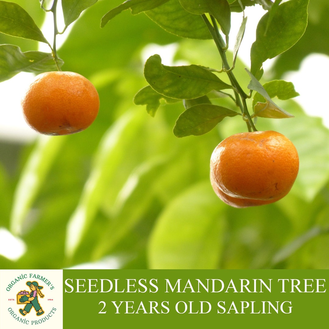 Seedless Mandarin Sapling, Grafted Ready to Plant, With Tuberous Soil ...