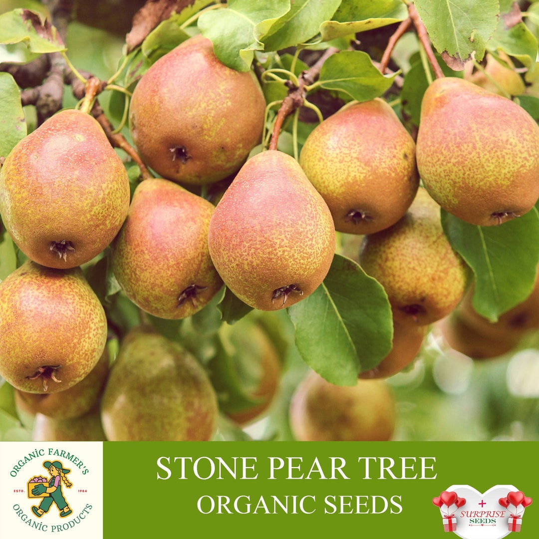 Stone Pear Tree Organic Seeds, 5 Count Stone Pear Tree Seed, Stone Pear ...