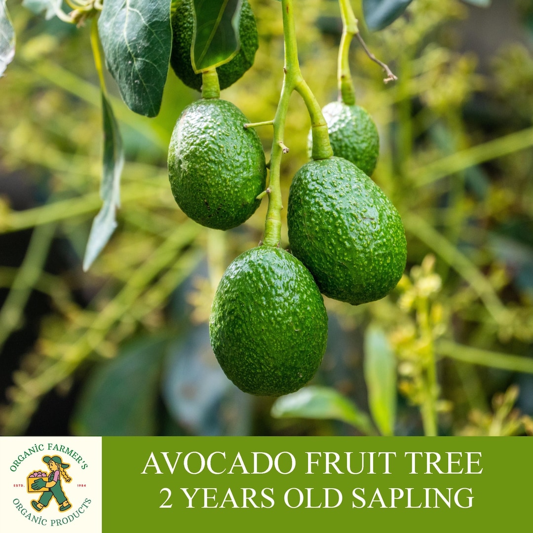 Avocado Sapling, Grafted Ready to Plant, With Tuberous Soil, 2 Year Old ...