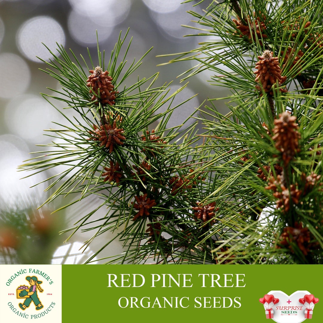 Red Pine Tree Organic Seeds, 10 Count Red Pine Tree Seed, Red Pine Plant for Pot and Garden, Non ...