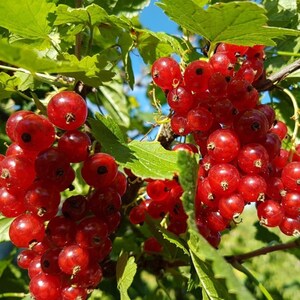 Red Currant Organic Seeds, 10+ Count Red Currant Seed, Blackcurrant ...