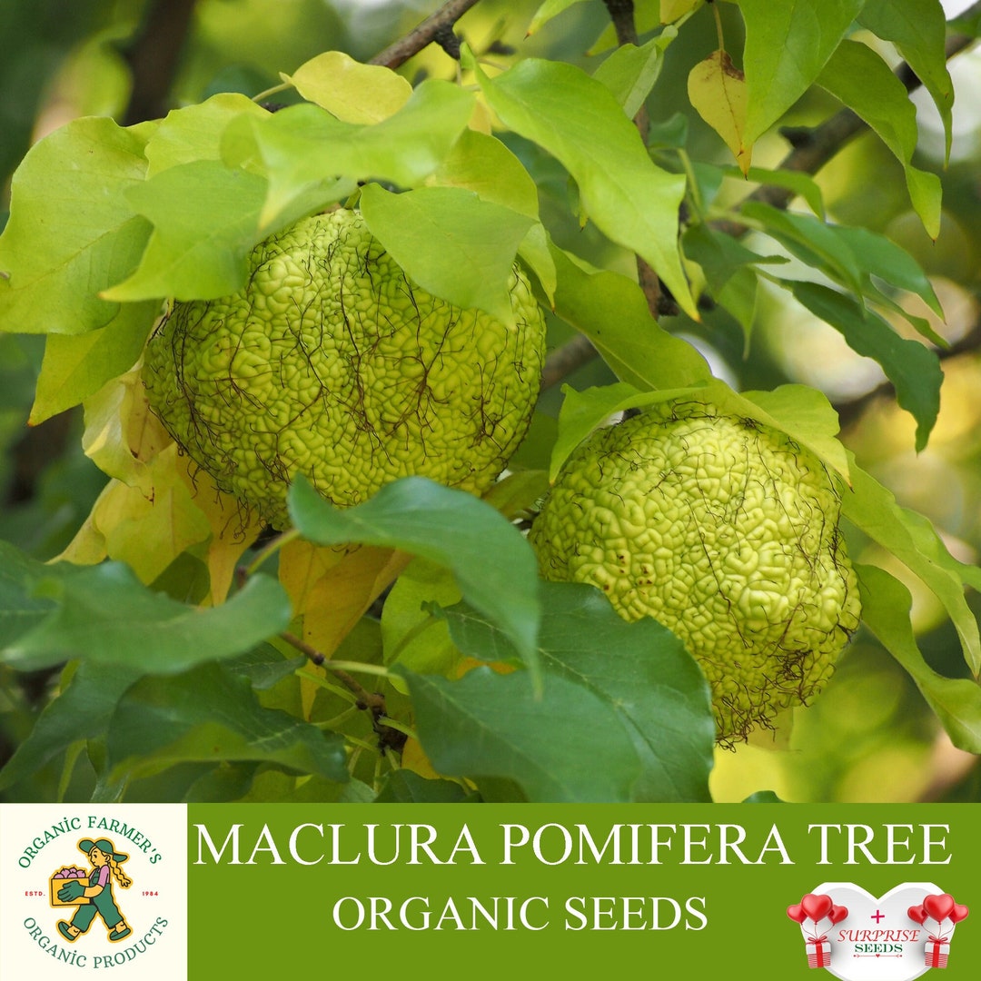 Maclura Pomifera Tree Organic Seeds, 10+ Count Maclura Pomifera Tree ...