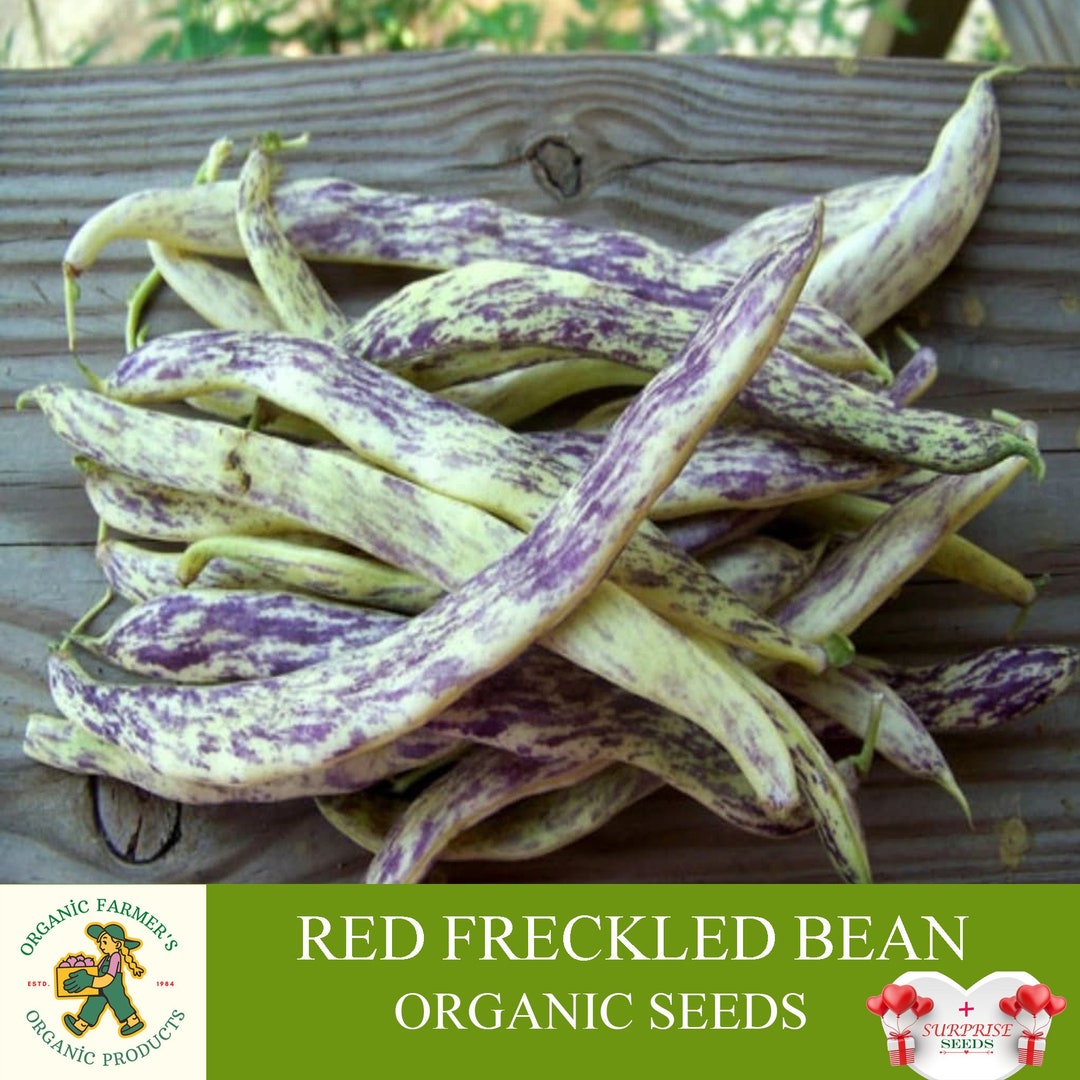Red Freckled Bean Organic Seeds, 30+ Count Kidney Bean Seed, Bean Plant ...