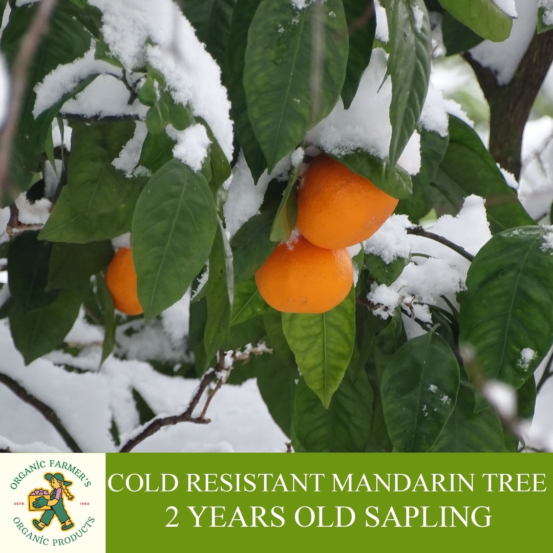 Cold Resistant Mandarin Sapling Grafted Ready to Plant, With Tubed Soil ...