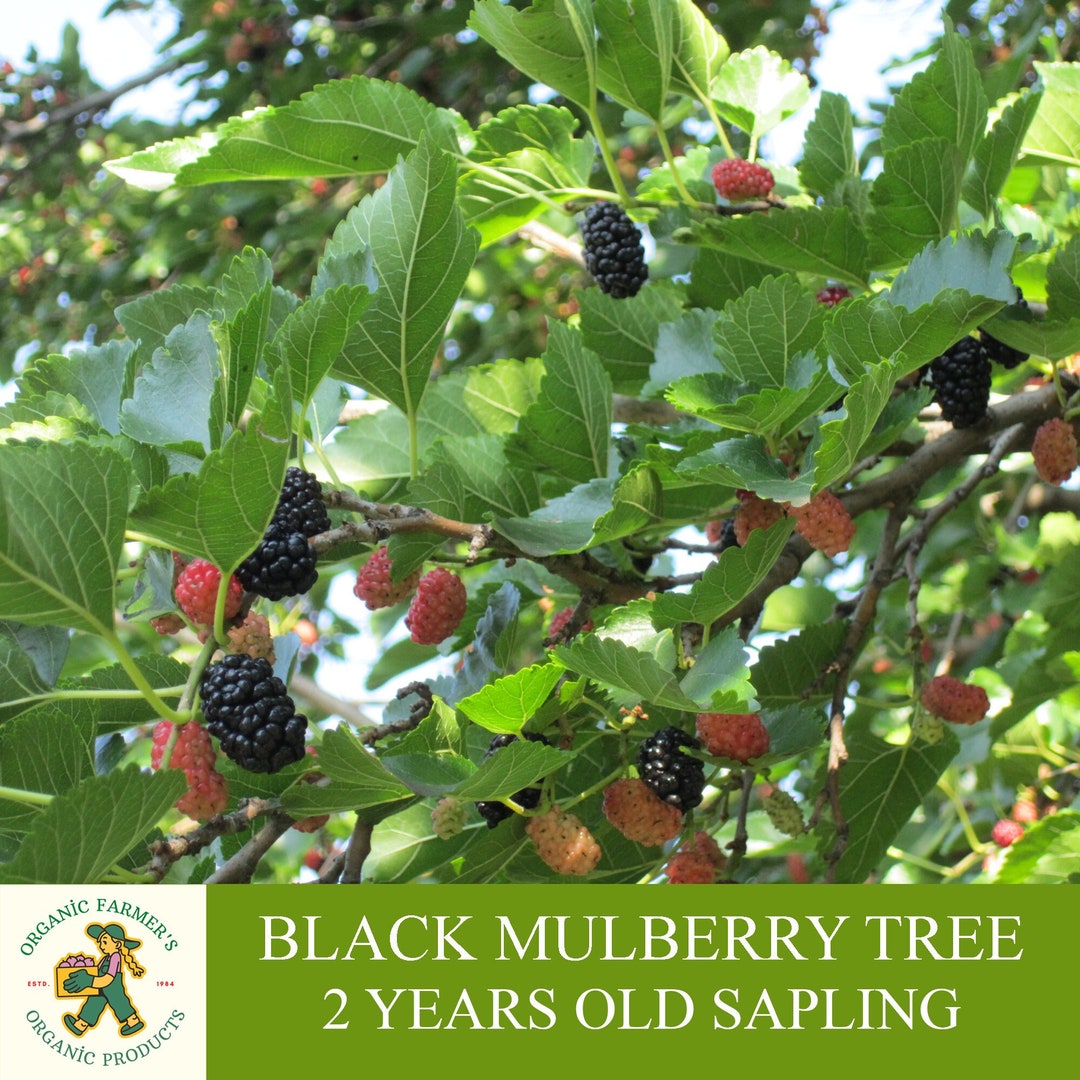 Jumbo Black Mulberry Sapling, Grafted Ready to Plant, With Tuberous ...