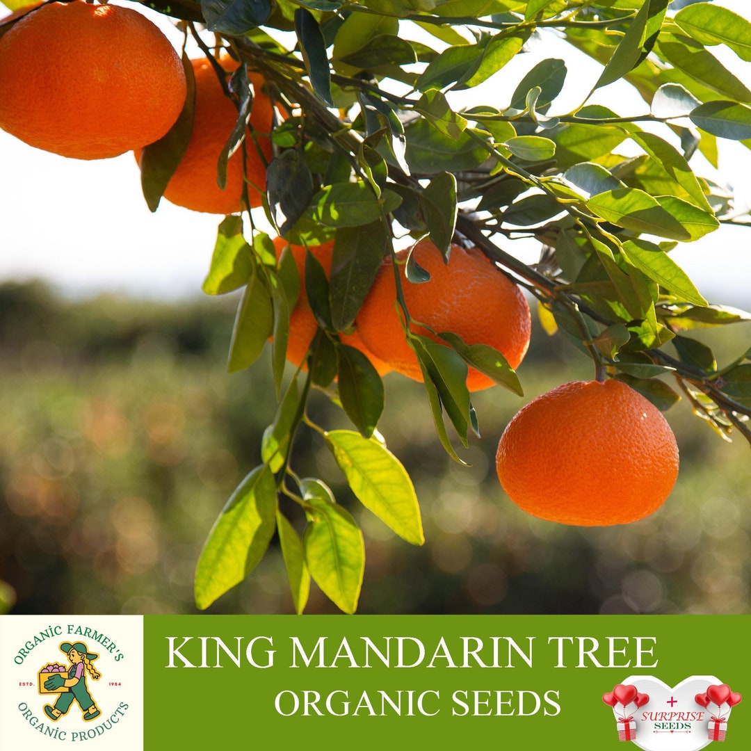 King Mandarin Tree Organic Seeds, 10+ Count Mandarin Tree Seed ...