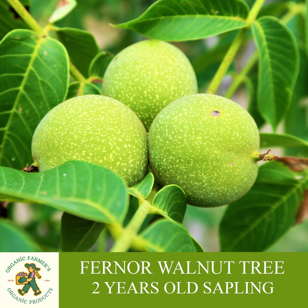 Fernor Walnut Sapling, Grafted Ready to Plant, With Tuberous Soil, 2 ...