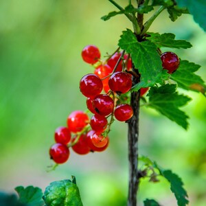 Red Currant Organic Seeds, 10+ Count Red Currant Seed, Blackcurrant ...