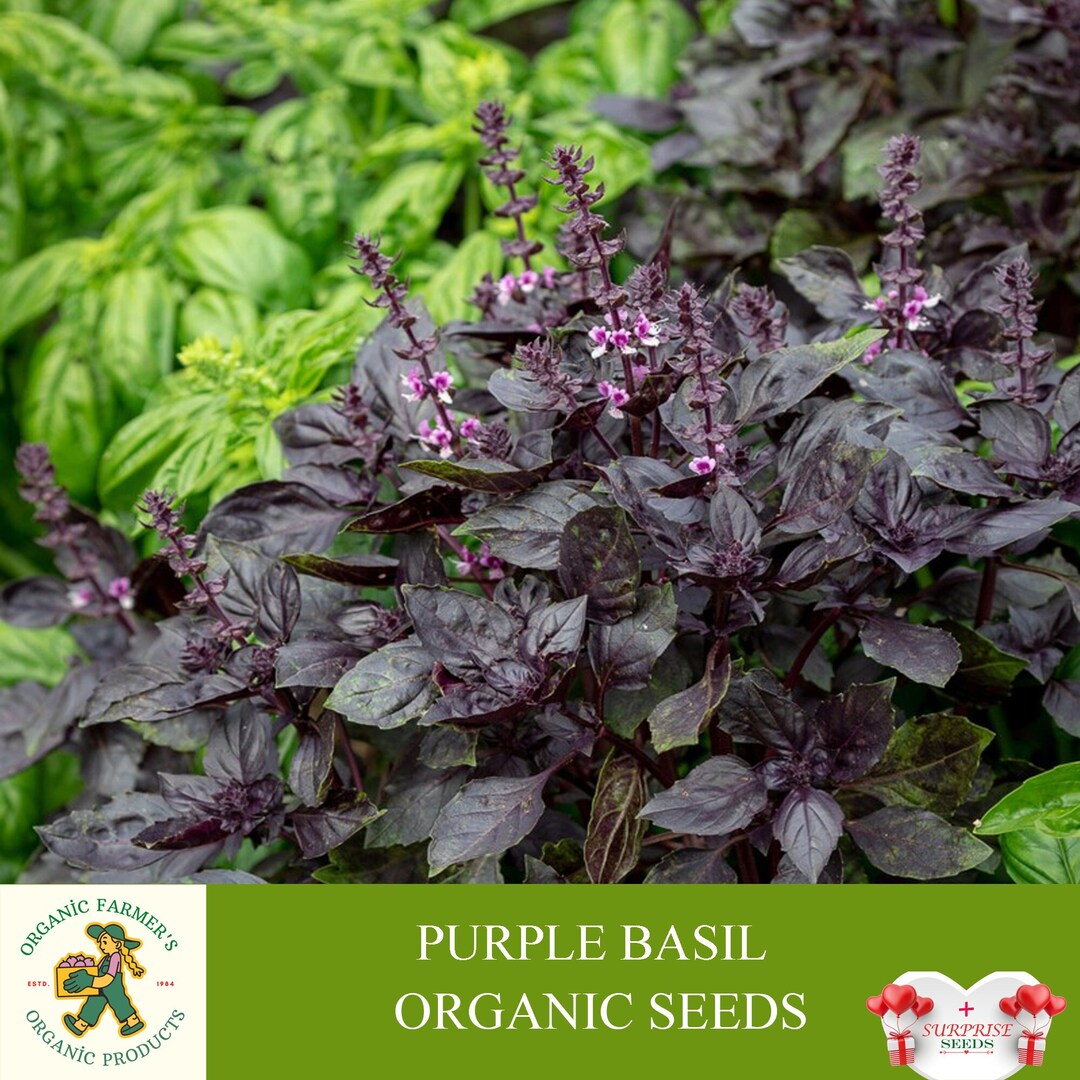 Purple Basil Seeds