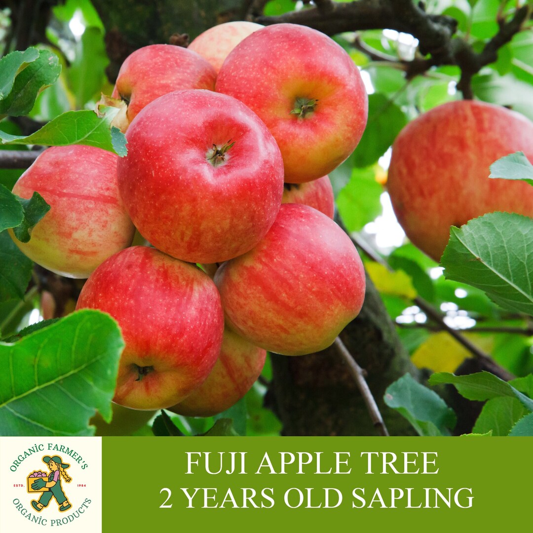 Fuji Apple Tree, Grafted Ready to Plant, Tuberous Soil, 2 Years Old ...