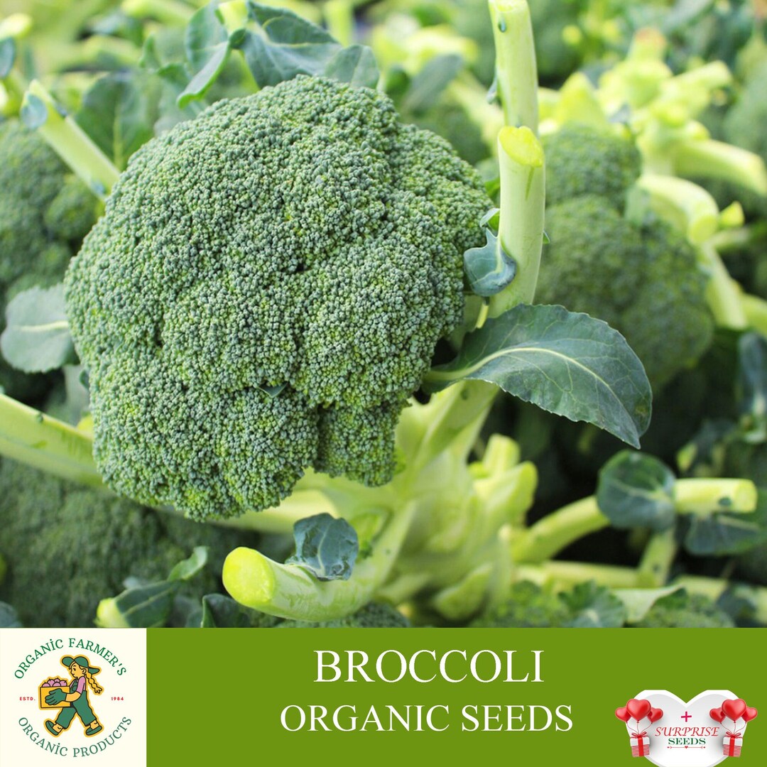 Broccoli Organic Seeds, 100+ Count Broccoli Seed, Broccoli Plant Seeds ...
