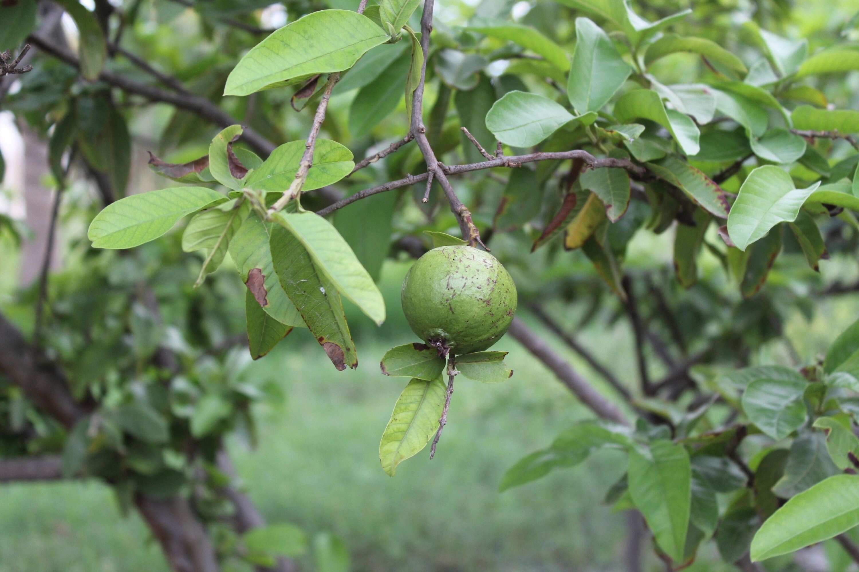 Semillas orgánicas de árbol de guayaba semilla de árbol de - Etsy México