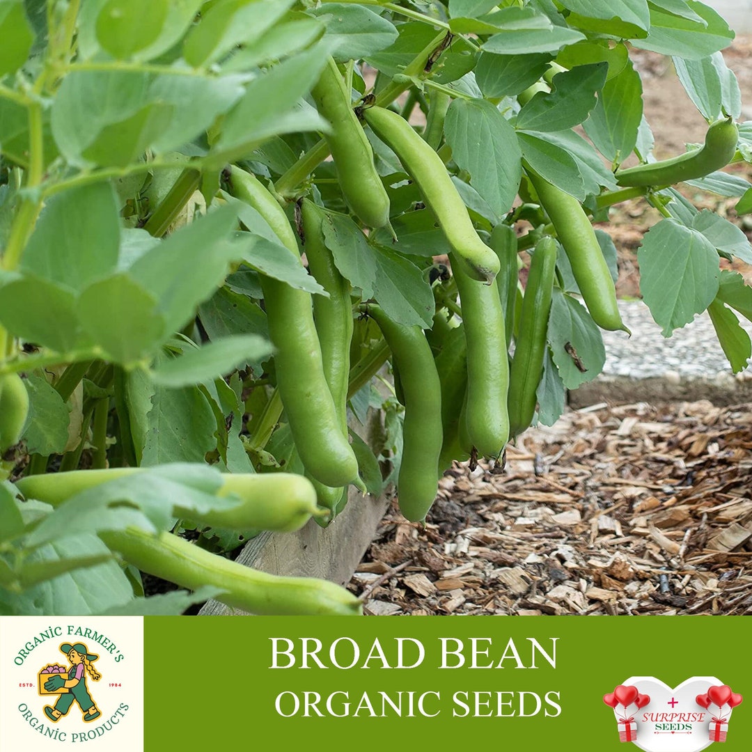 Broad Bean Organic Seeds, 10+ Count Broad Bean Seed, Broad Bean Plant ...