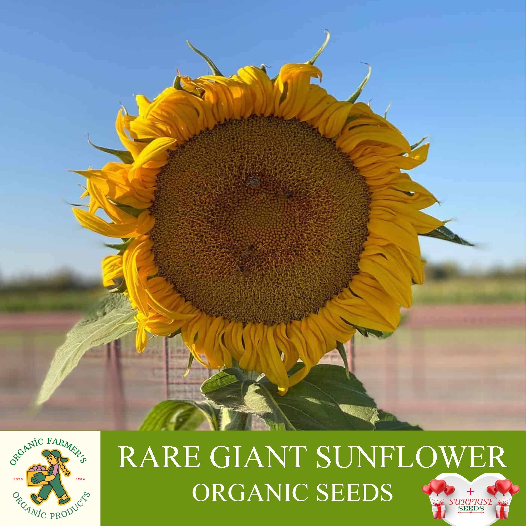 Sementes De Girassol Gigantes Giant Sunflower Seeds Etsy Portugal