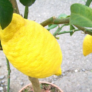 Big Lemon Tree Organic Seeds, 5+ Count Big Lemon Tree Seed, Lemon Plant ...