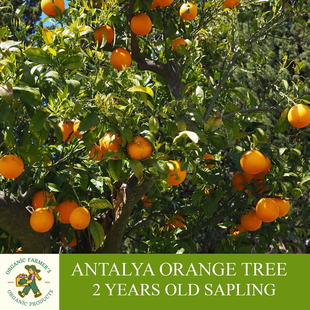 Antalya Orange Sapling, Grafted Ready for Planting, Tubed Soil, 2 Years ...