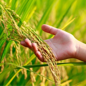 Red Rice Organic Seeds, 100+ Count Red Rice Seed, Rice Plant Seeds for ...