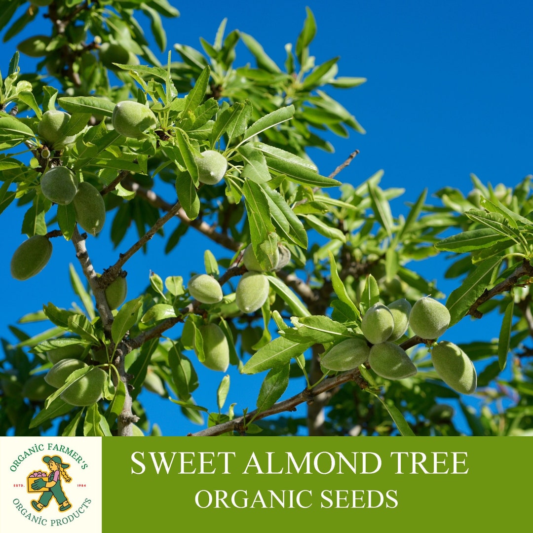 Sweet Almond Organic Seeds, 10+ Count Pharmaceutical Free Natural ...