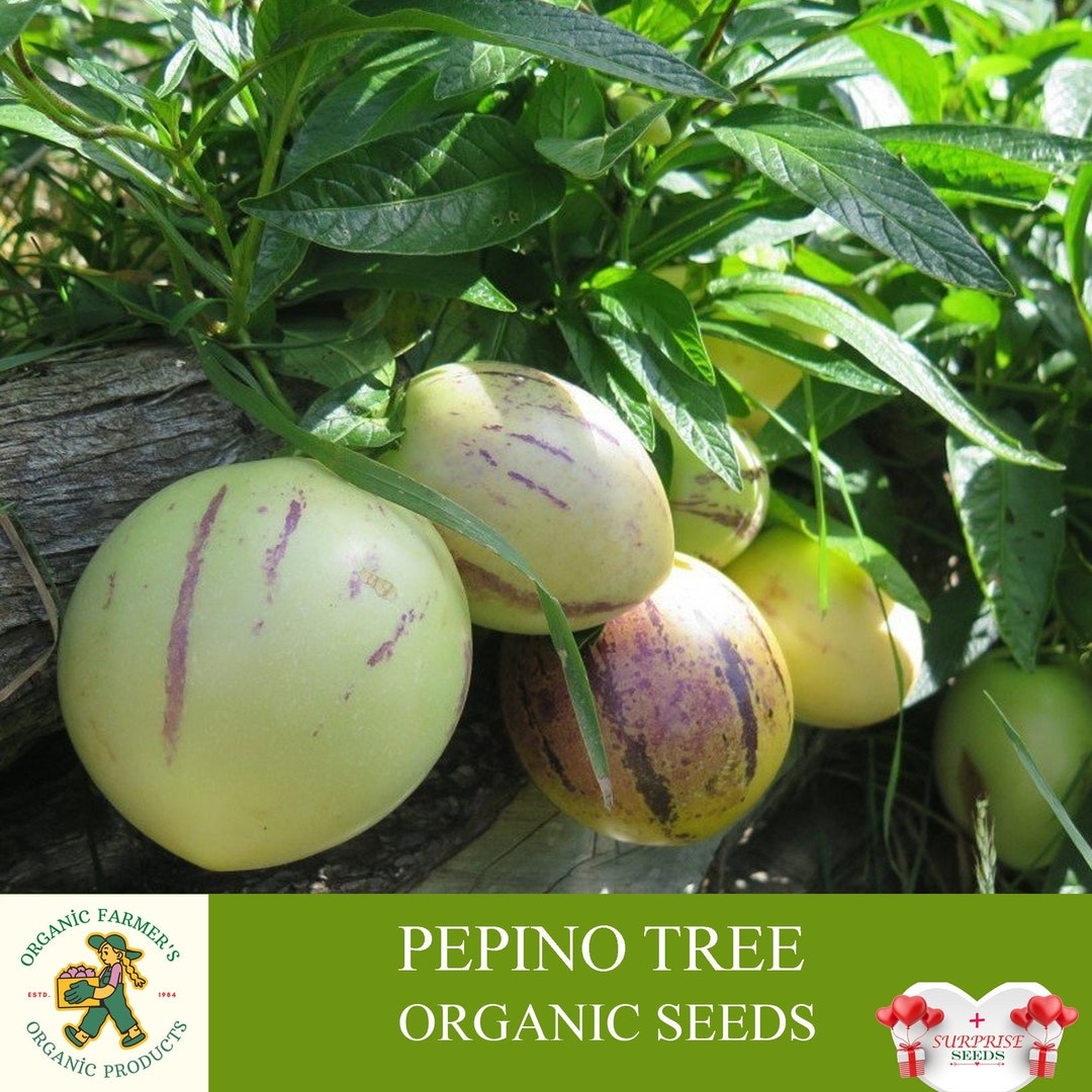 Pepino Tree Organic Seeds, 5 Count Pepino Tree Seed, Pepino Plant Seeds ...