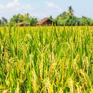 Red Rice Organic Seeds, 100+ Count Red Rice Seed, Rice Plant Seeds for ...