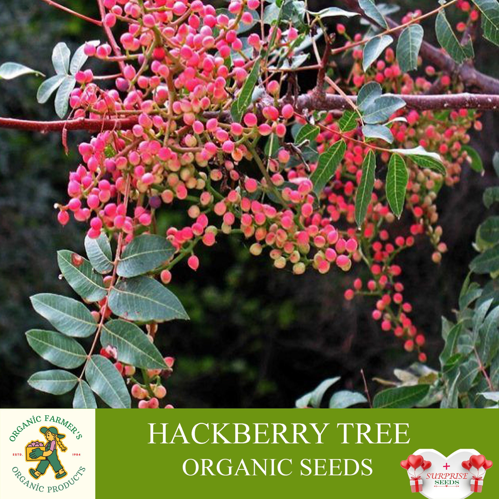 Hackberry Tree Seed