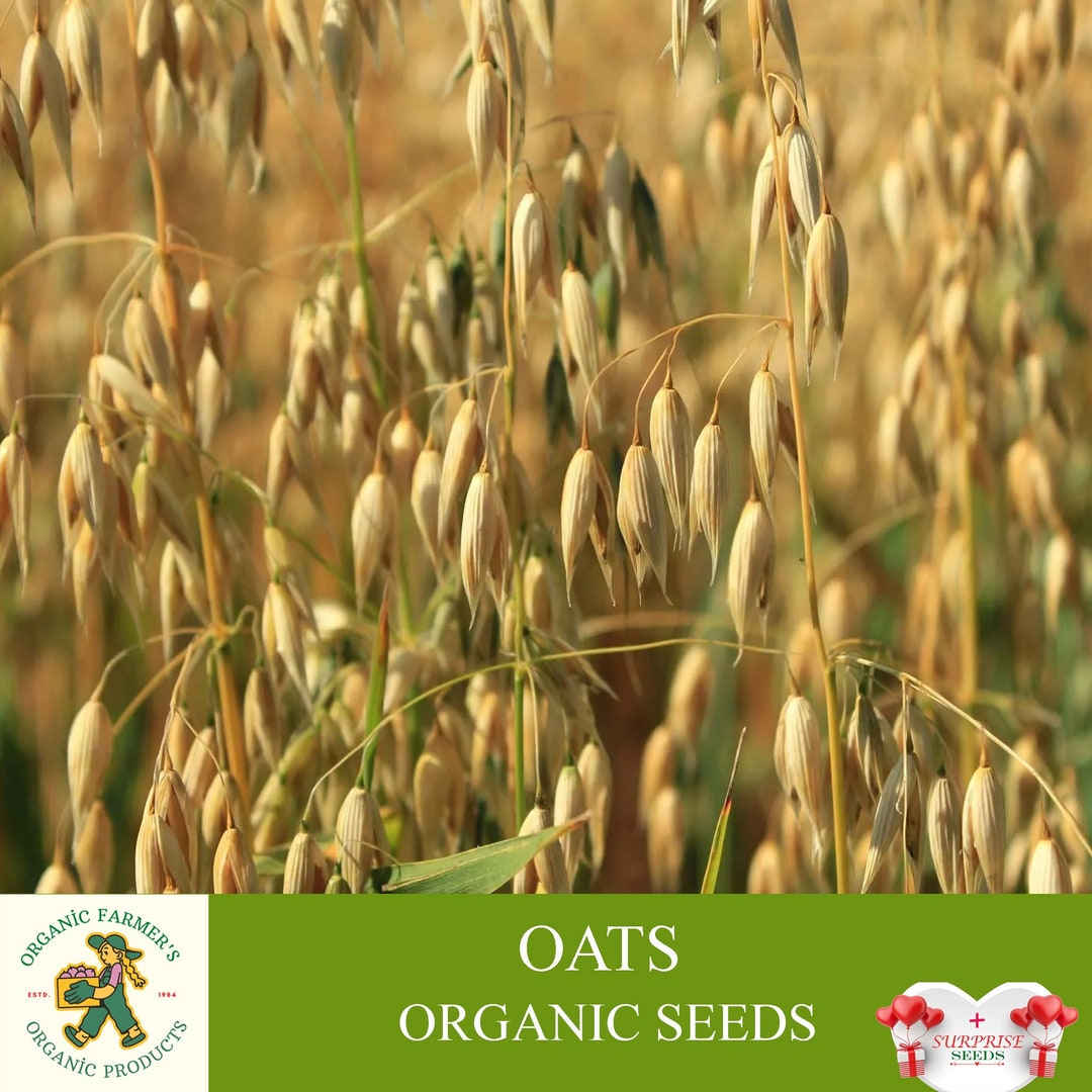 Oats Organic Seeds, 300+ Count Non-pharmaceutical Natural Oats Seed ...