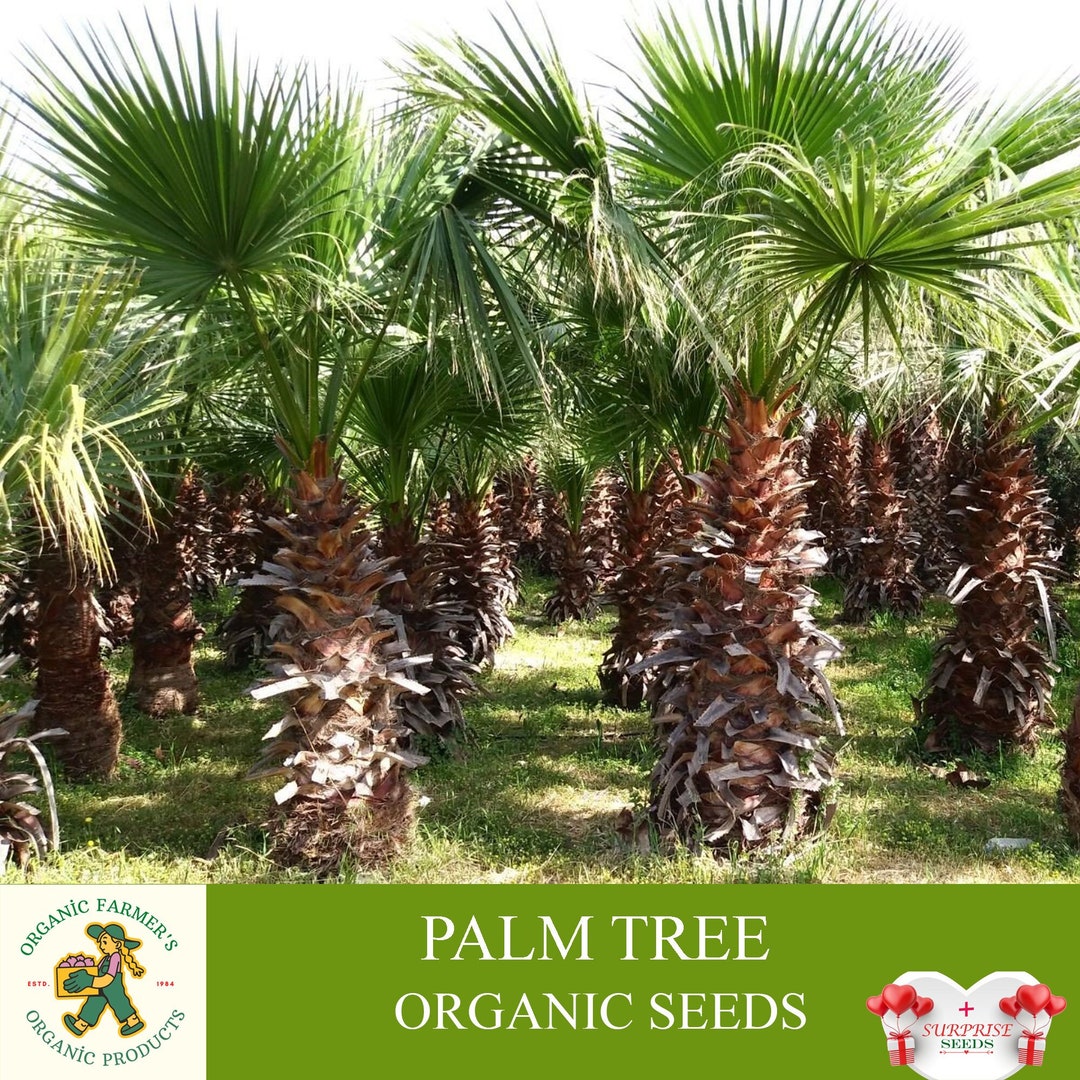 Palm Tree Organic Seeds, 10+ Count Palm Seed, Palm Plant Seeds for ...