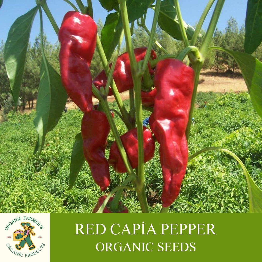 Buy Capia Pepper Organic Seeds, 100 Count for Red Sweet Tomato Paste ...