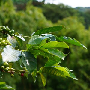 Dominican Barahona Arabic Coffee Tree Organic Seeds, 10+ Count Coffee ...