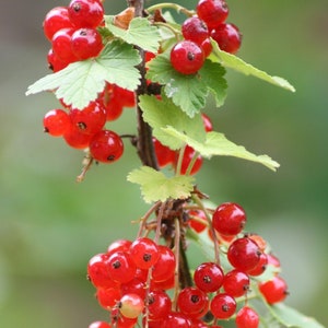 Red Currant Organic Seeds, 10+ Count Red Currant Seed, Blackcurrant ...