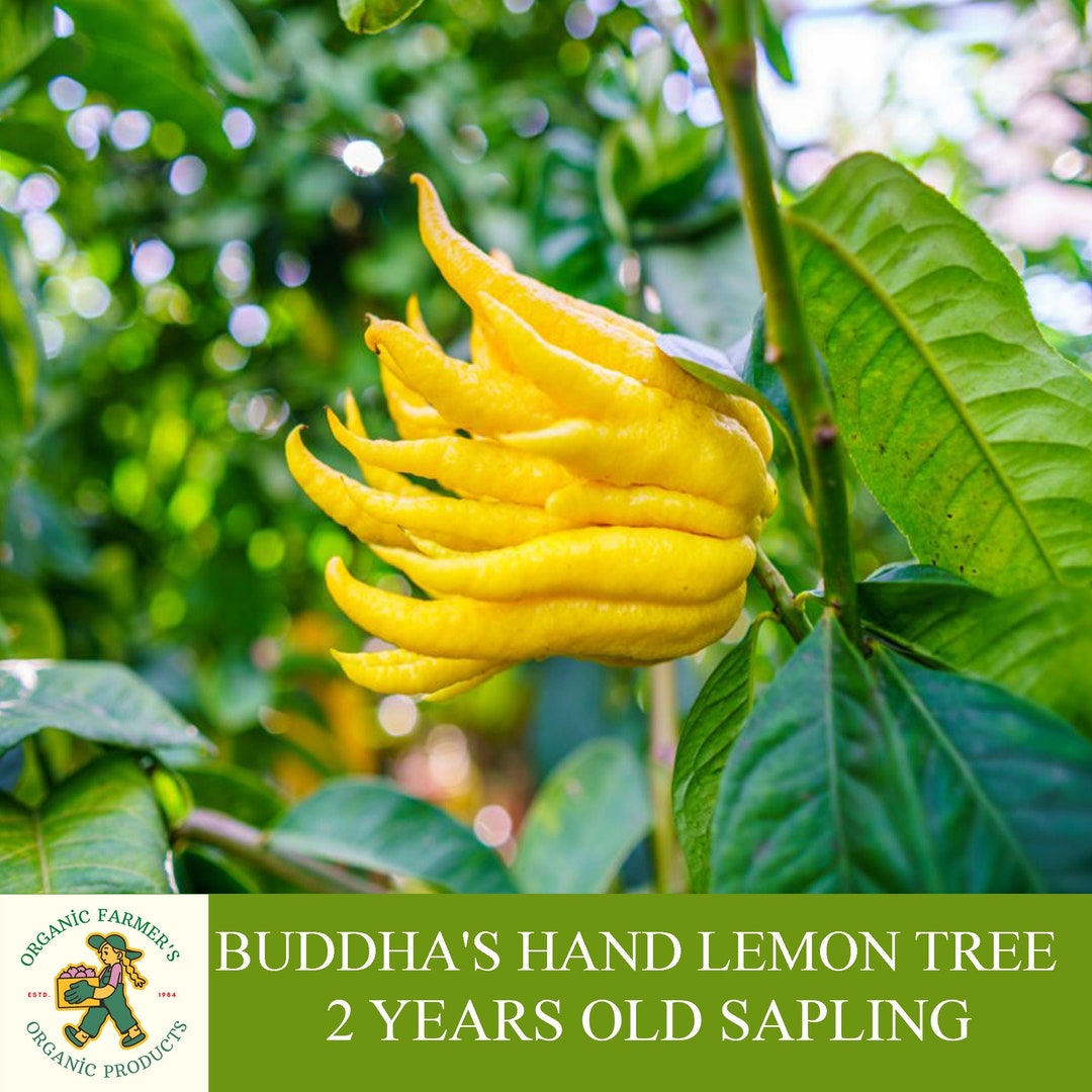 Buddha's Hand Lemon Sapling Grafted Ready to Plant With - Etsy Australia