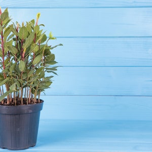 Bay Tree Organic Seeds, 10+ Count Bay Tree Seeds, Home Gardening, High ...