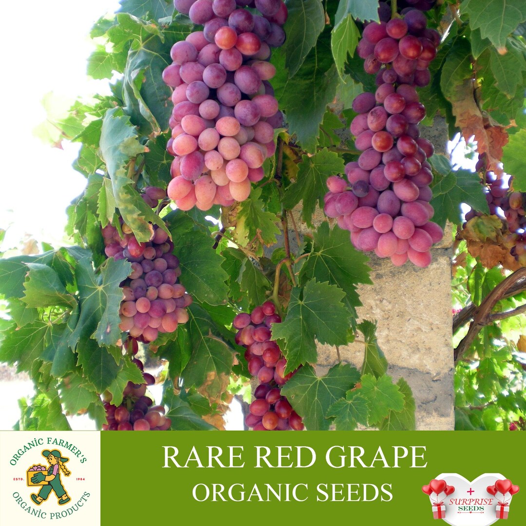 Rare Red Grape Organic Seeds, 10+ Count Red Grape Seed, Red Grape Plant ...