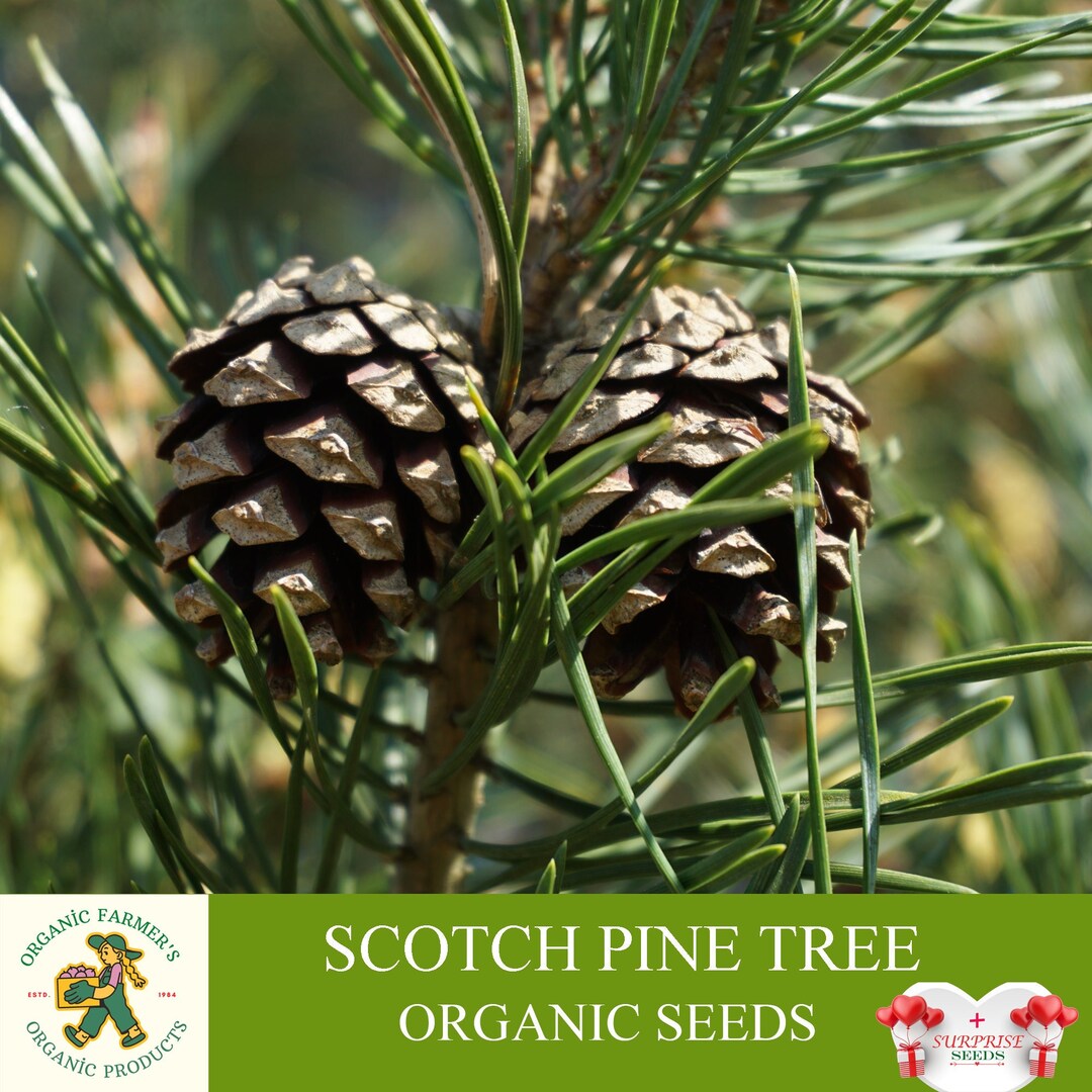Scotch Pine Tree Organic Seeds, 10 Count Scotch Pine Tree Seed, Scots ...