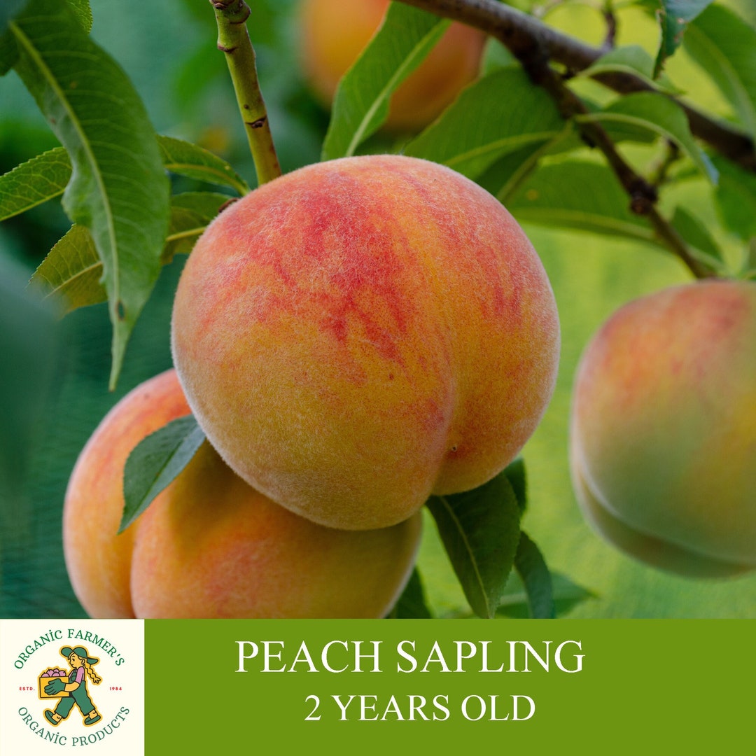 Peach Sapling, Grafted Ready for Planting, With Tuberous Soil, 2 Years ...