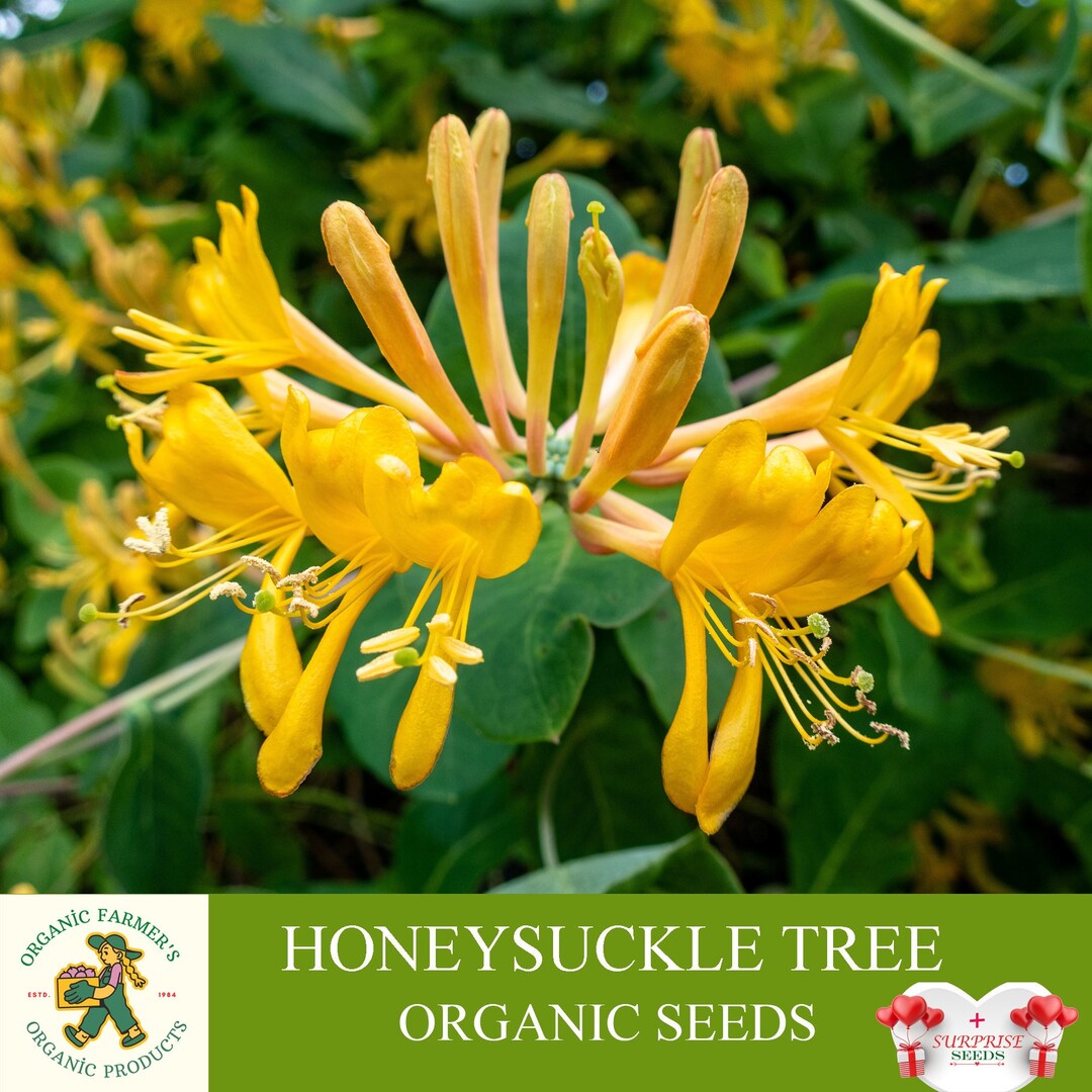 Honeysuckle Tree Organic Seeds, 5 Count Honeysuckle Tree Seed ...