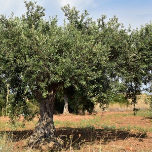 Native Olive Tree Organic Seeds, 10+ Count Olive Tree Seed, Olive Plant ...