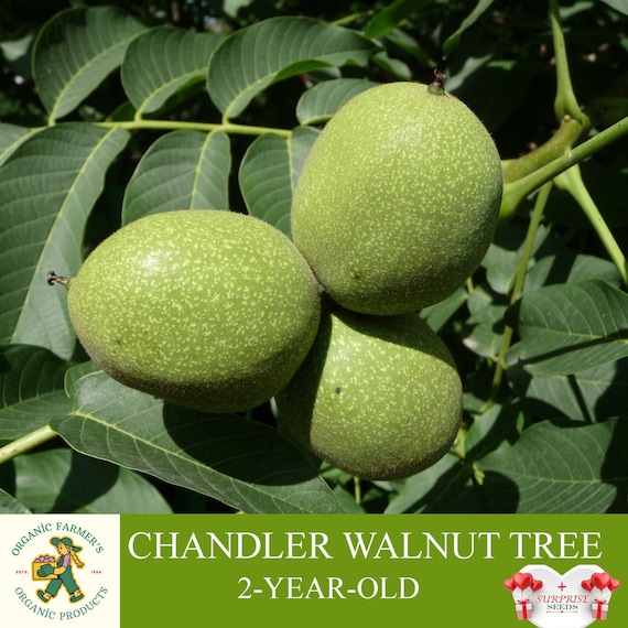 Chandler Walnut Sapling Grafted Ready to Plant Tubed Soil 2 - Etsy