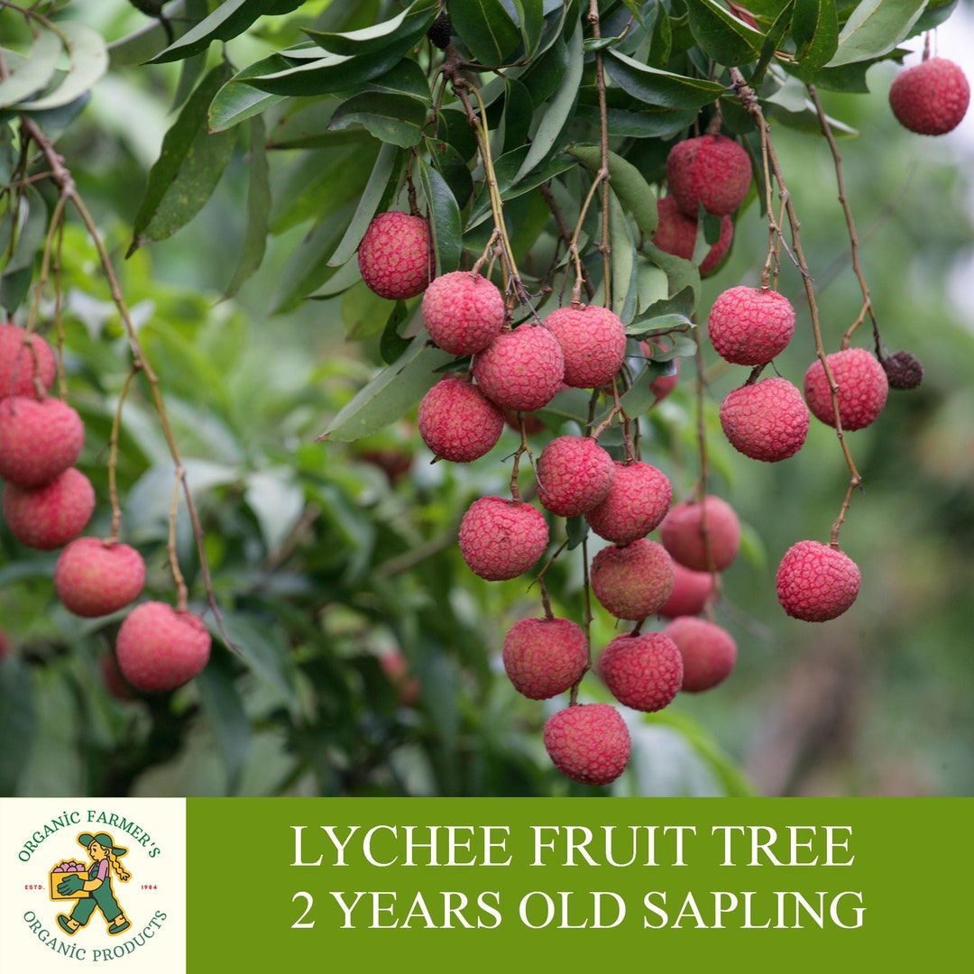Lychee Fruit Sapling, Grafted Ready to Plant, With Tuberous Soil, 2 ...