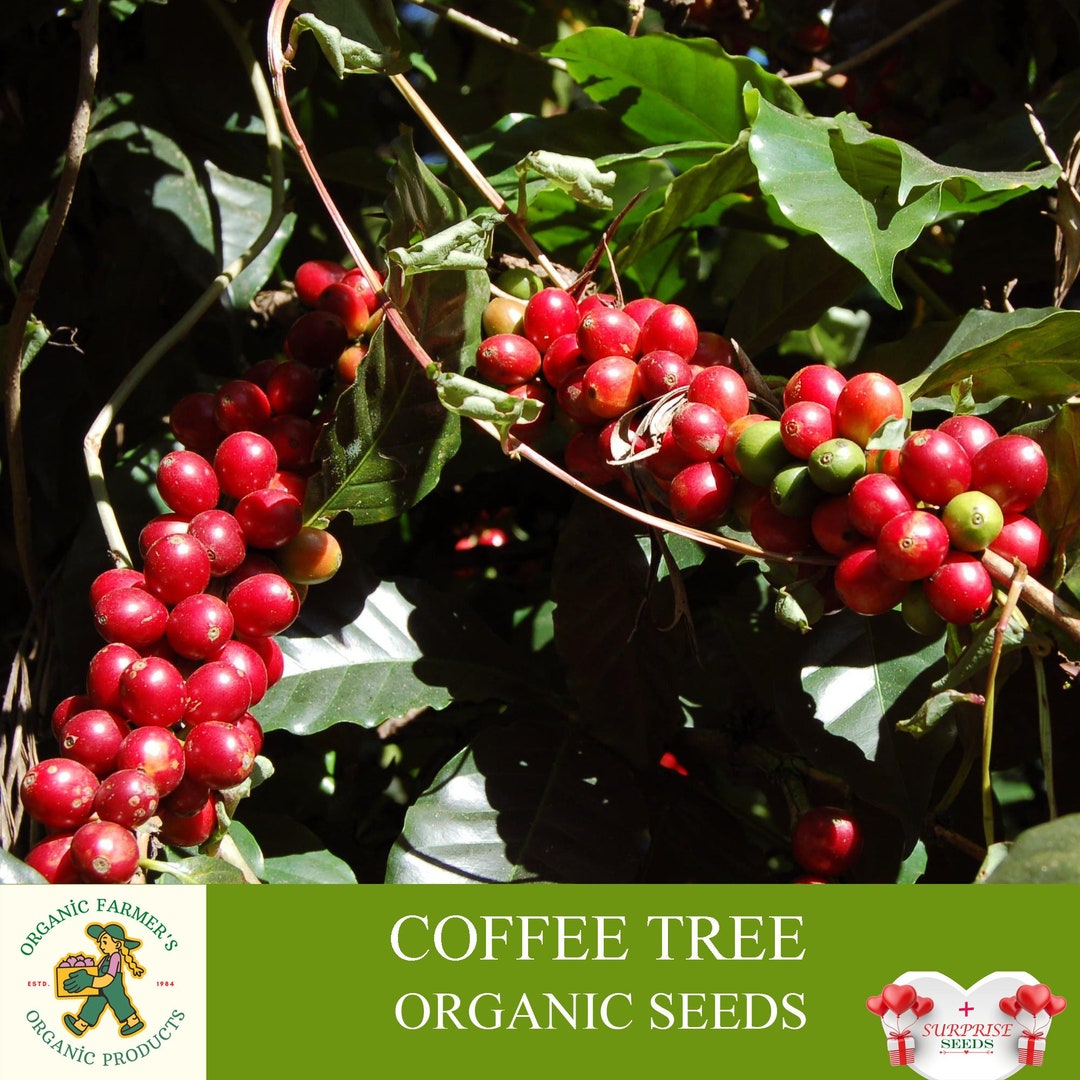 Coffee Tree Organic Seeds, 10+ Count Coffee Tree Seed, Coffee Plant ...