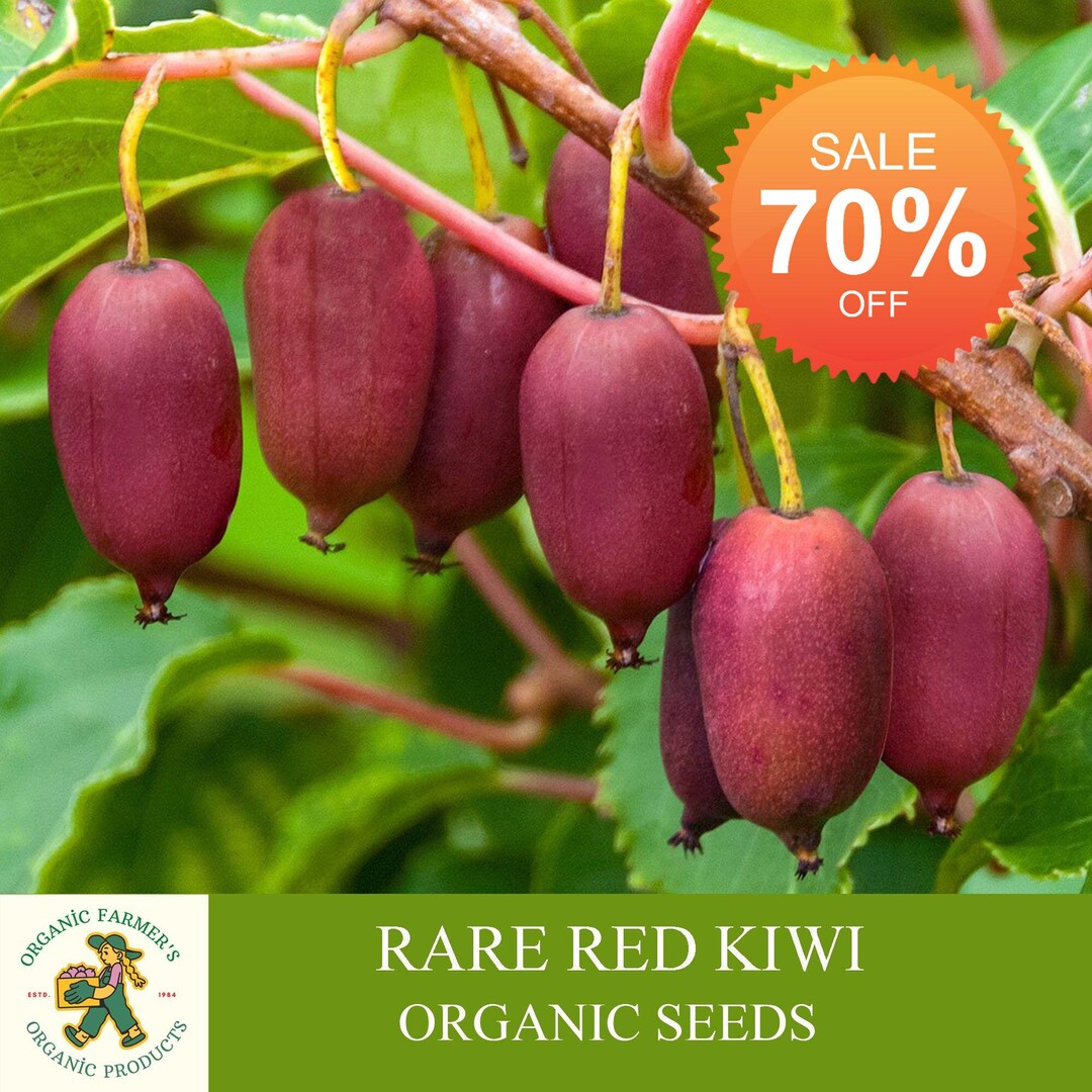 Rare Red Kiwi Tree Organic Seeds, 20 Count Kiwifruit Seed, Red Kiwi Plant for Pot and Garden ...